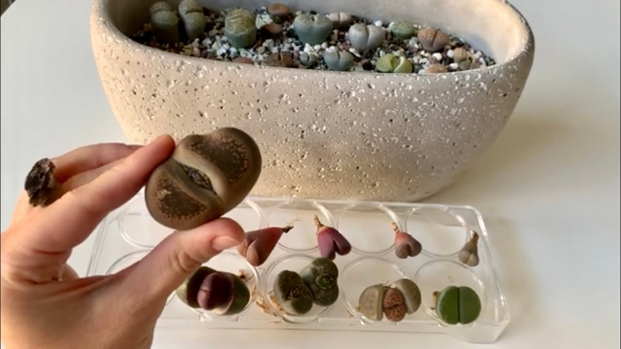 Литопсы/ Lithops. НОВИНКИ 😍. Разорвала литопс. Плейоспилос Рубра. 01.02 ...