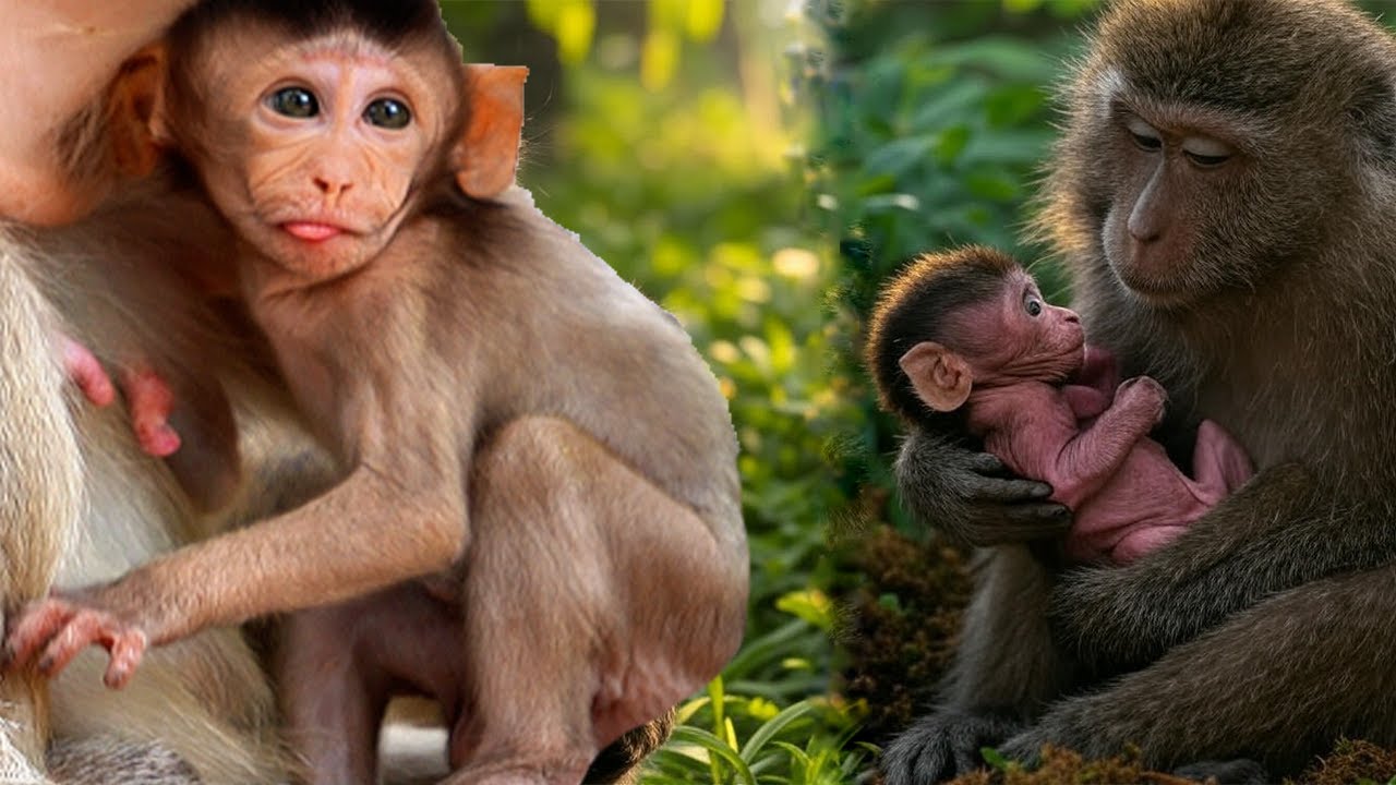 Baby Monkey getting milk from mother #monkeysingha - YouTube