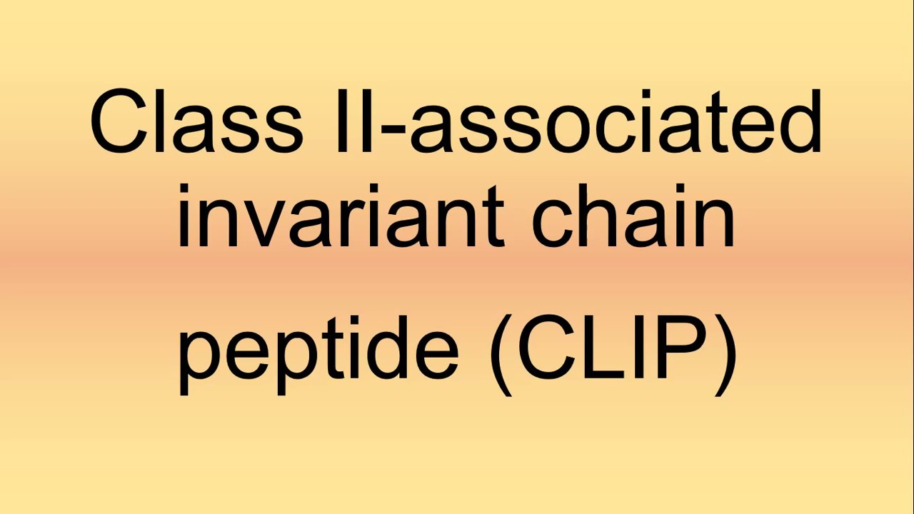 Class II-associated Invariant Chain Peptide (CLIP) Pronunciation | How ...