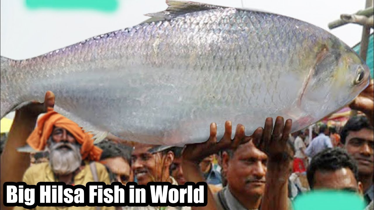 3 kg river ilish (Hilsa) fish - Live ilish (Hilsa) Largest Fish Market ...