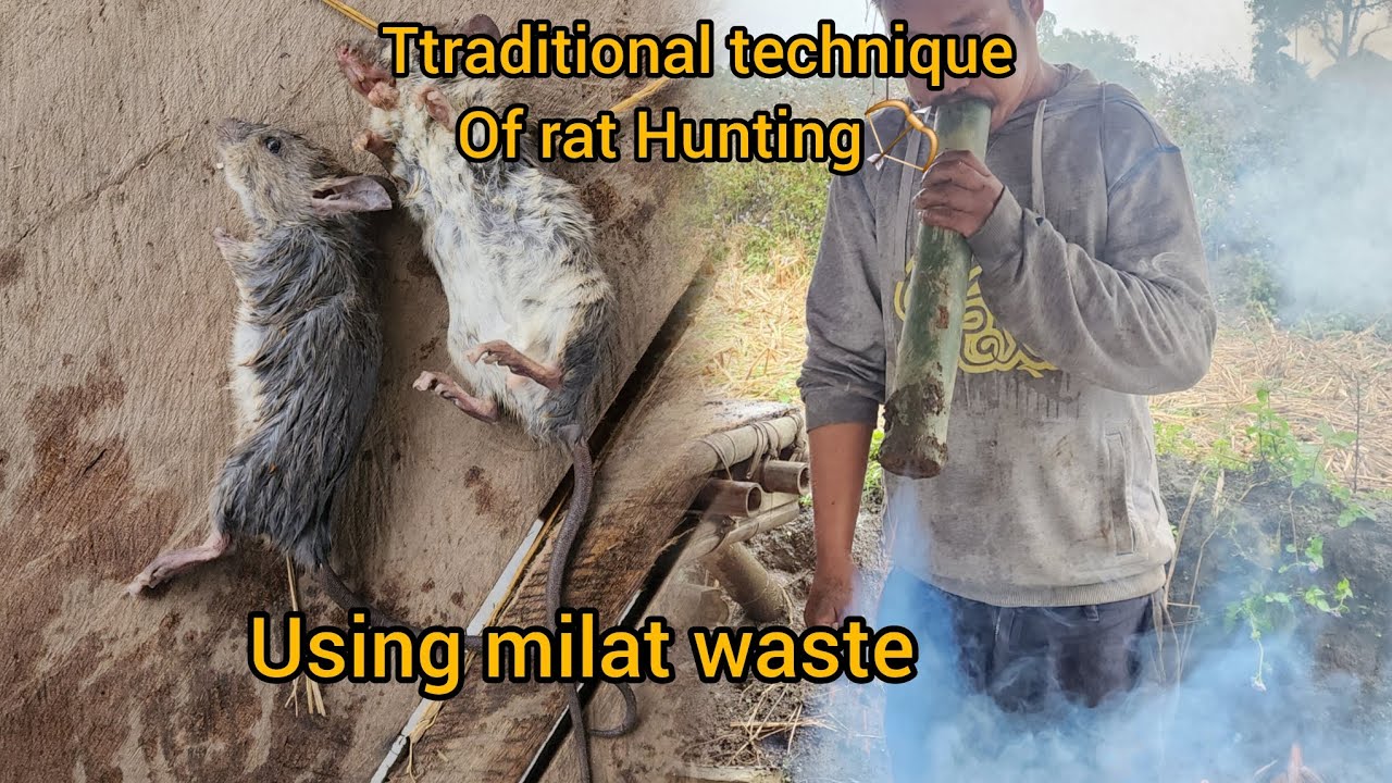traditional techniques of rat hunt/ using milat waste /smoke... - YouTube