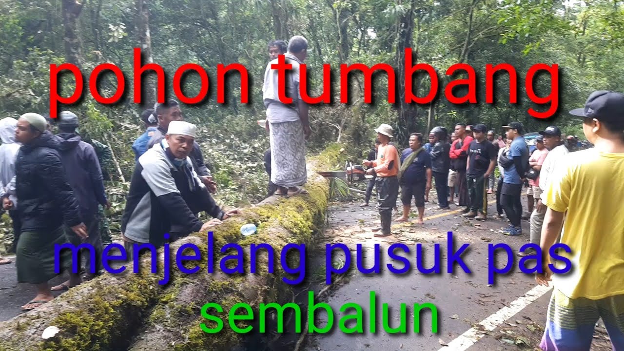 Evakuasi pohon tumbang di tanjakan menjelang Pusuk pass Sembalun - YouTube