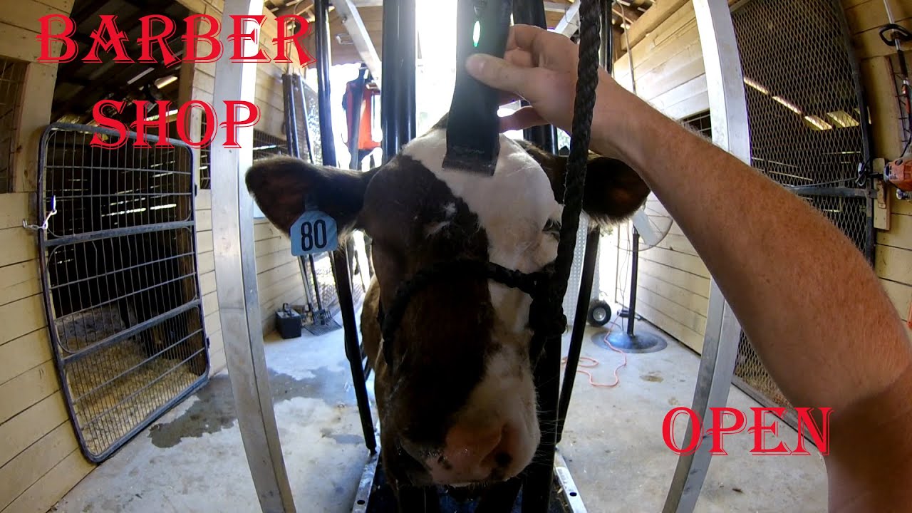 The cattle barber is open, clipping back and belly. - YouTube