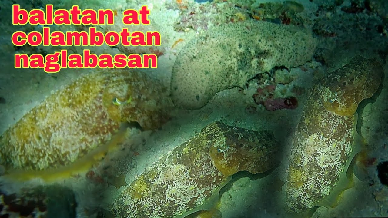 ep483 malalaking balatan at colambotan naglabasan night spearfishing ...