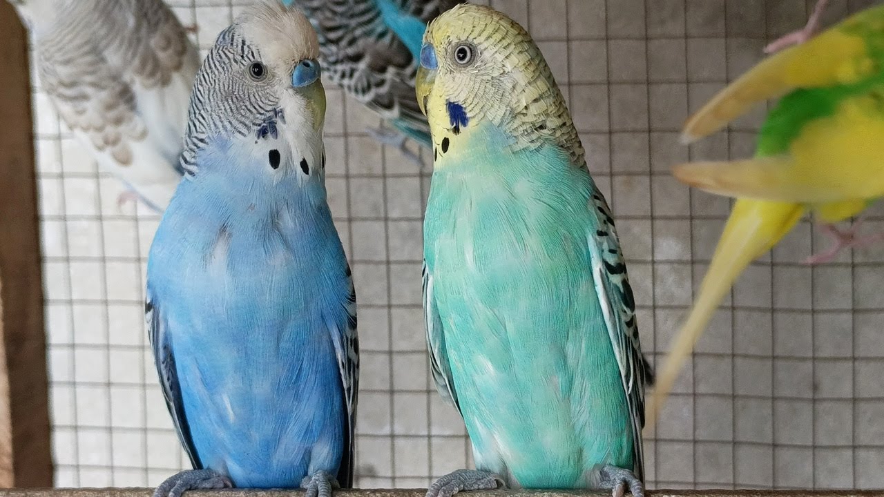 12 Hours of Continuous Budgie Sounds – Relaxing Parakeet Chirping for ...