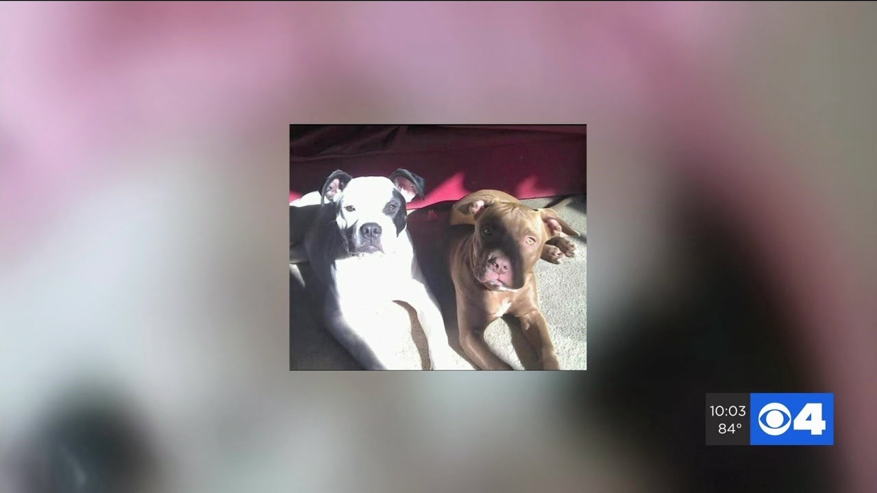 St. Louis County reaches $750,000 settlement after woman's dog was ...