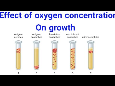 Effect of oxygen concentration of growth/ environmental factor ...