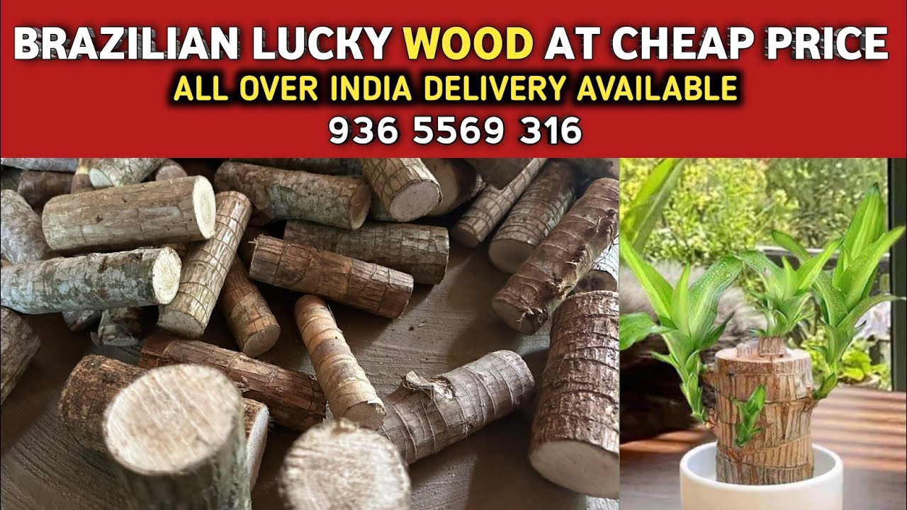 Brazilian Lucky Wood | Wholesale Nursery | Brazilian Lucky bamboo ...