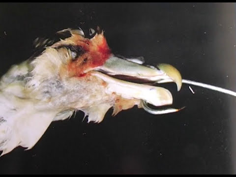 Fulmar - The Flying Dustbin - UPDATE - YouTube