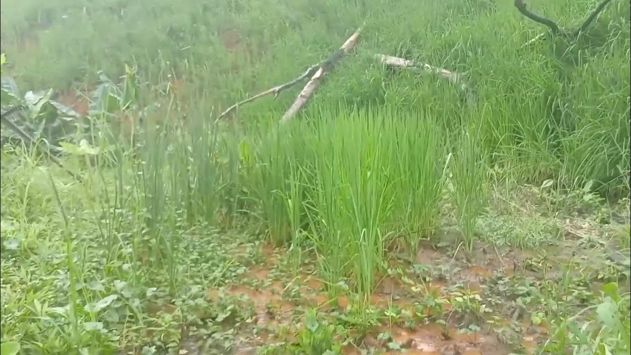 mus saib ntoo yas - YouTube