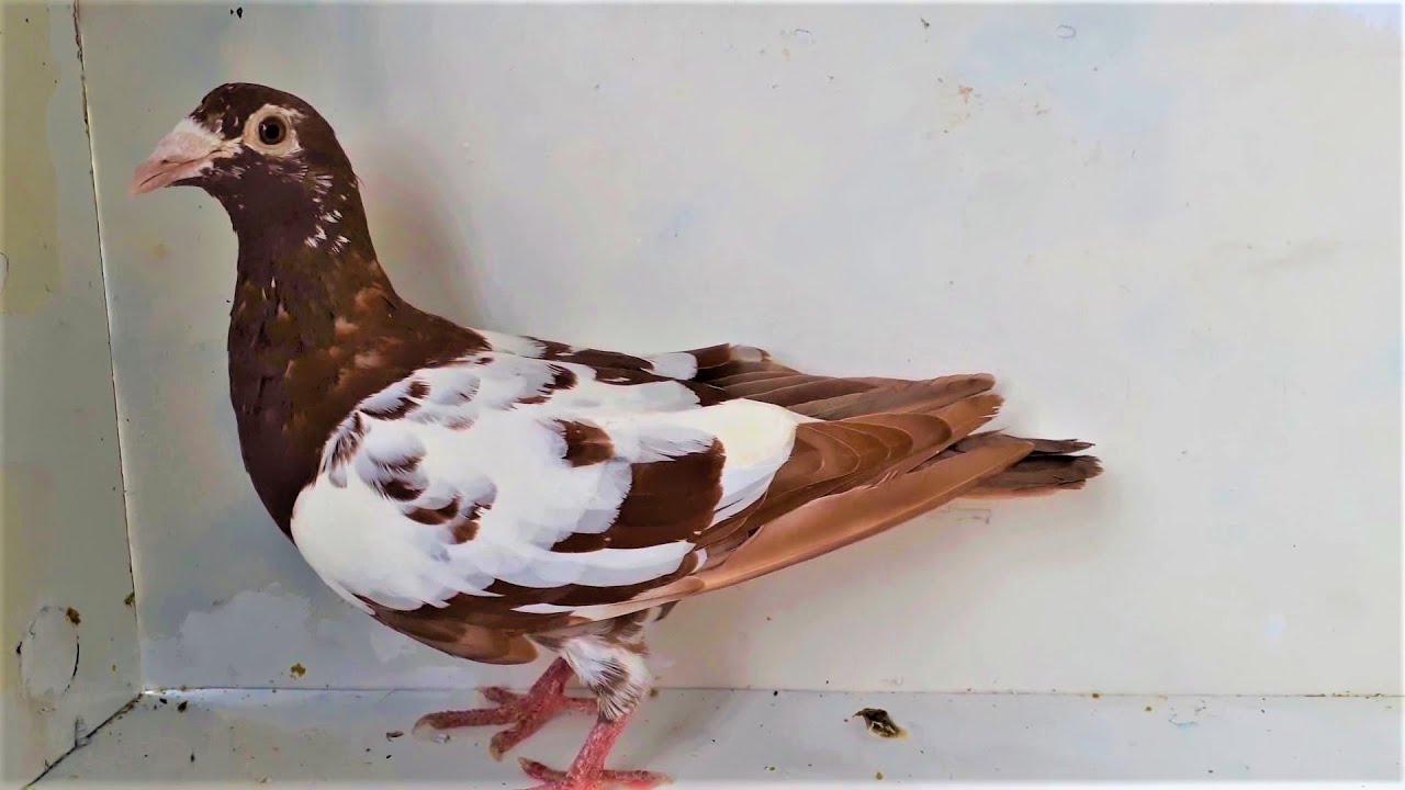 RARE COLOUR RACING PIGEONS TIL 6982003778 - YouTube