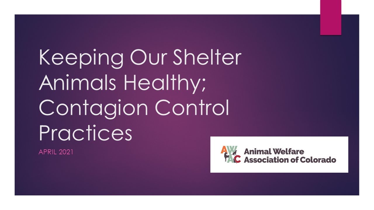 Keeping Shelter Animals Healthy; Contagion Control Practices - YouTube