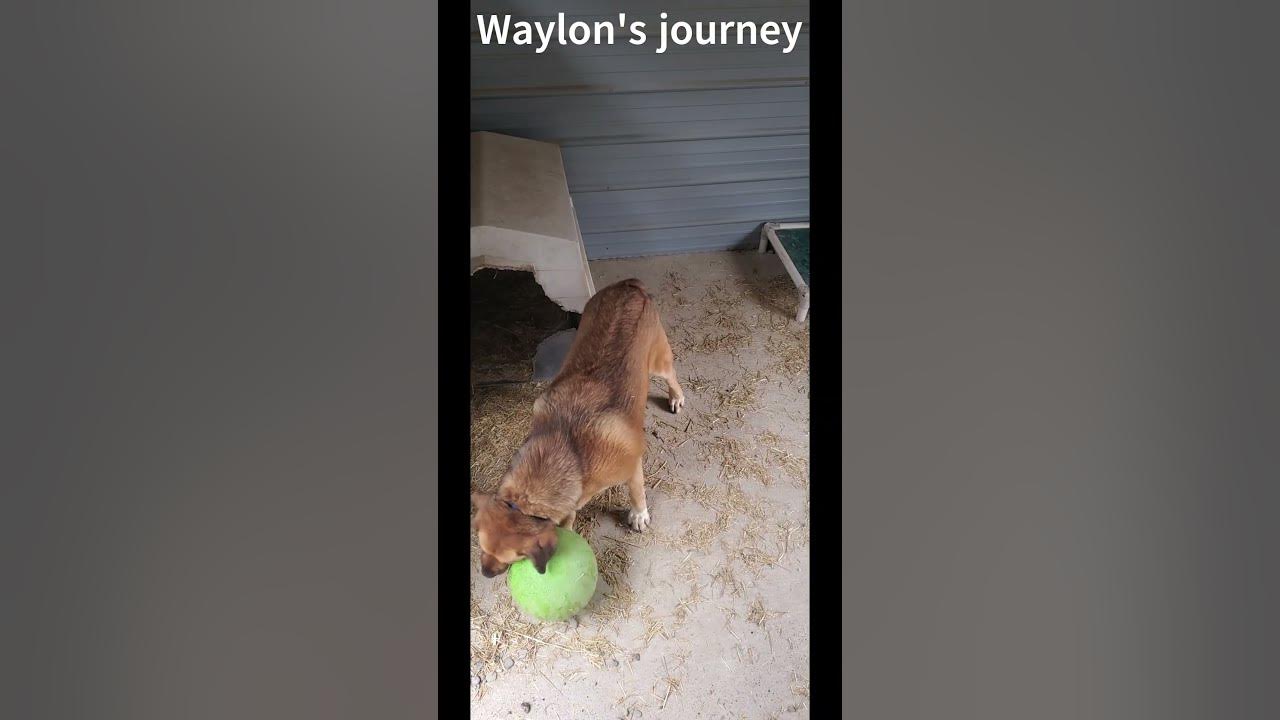 adopt Waylon! - YouTube