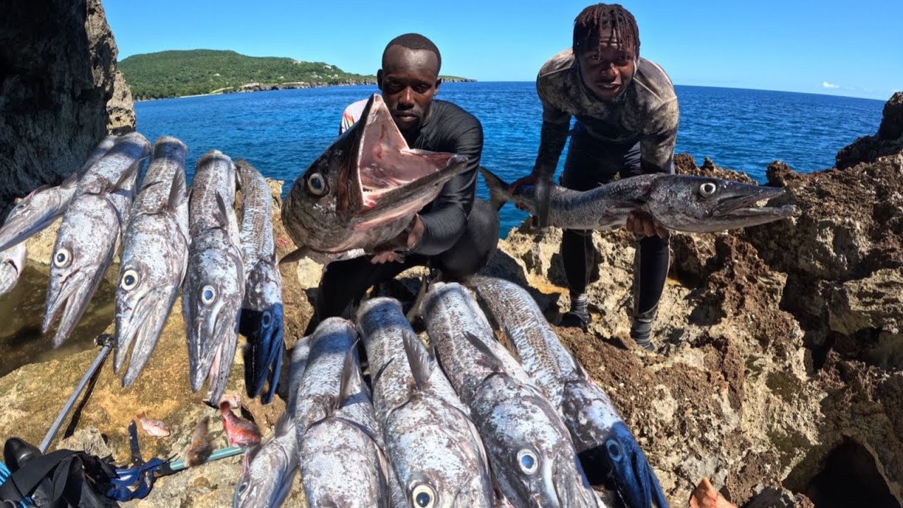 Gigantic Barracudas Speared Today Action Pack Hunt #barracuda # ...