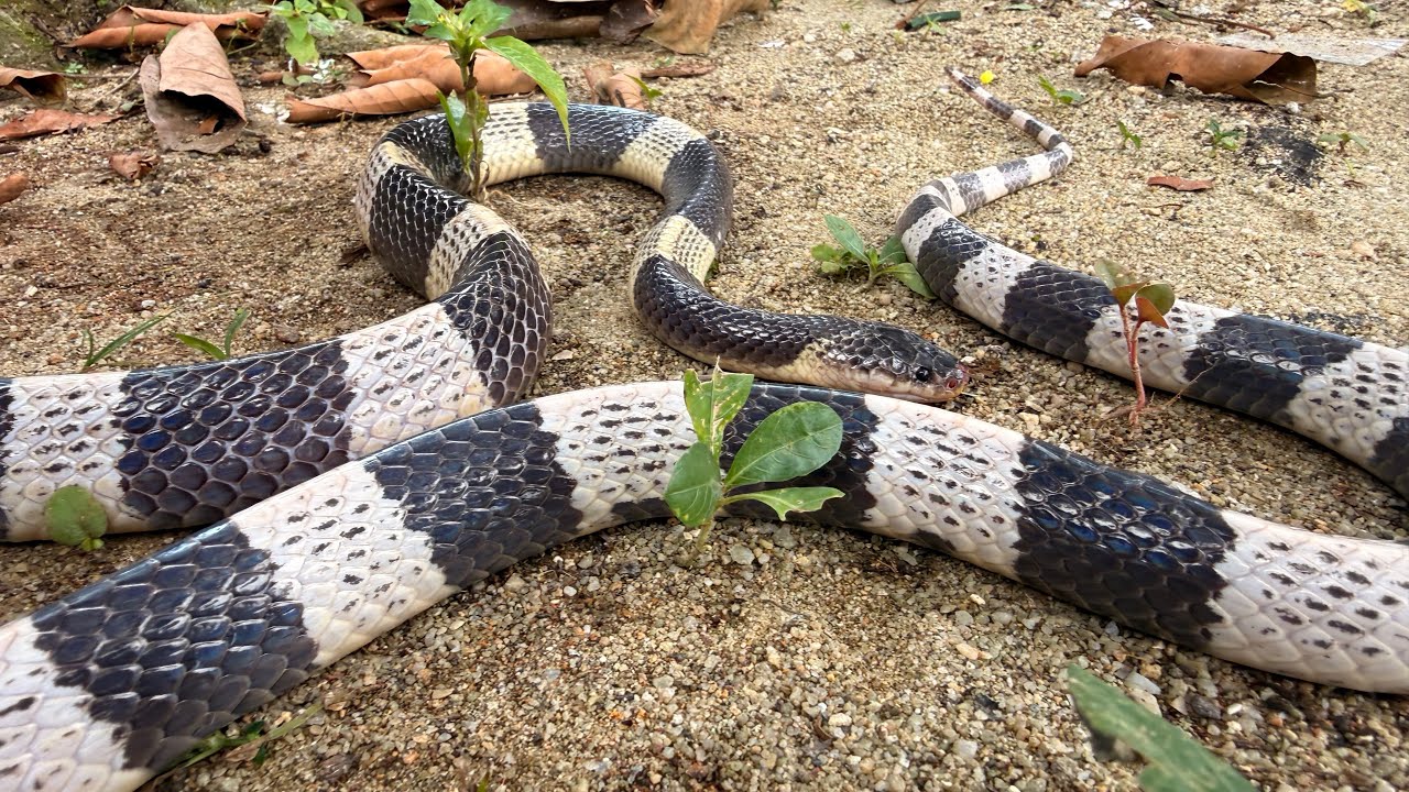 Ular Katam Tebu | Ular katam timah | Malayan Krait Snake | Bungarus ...