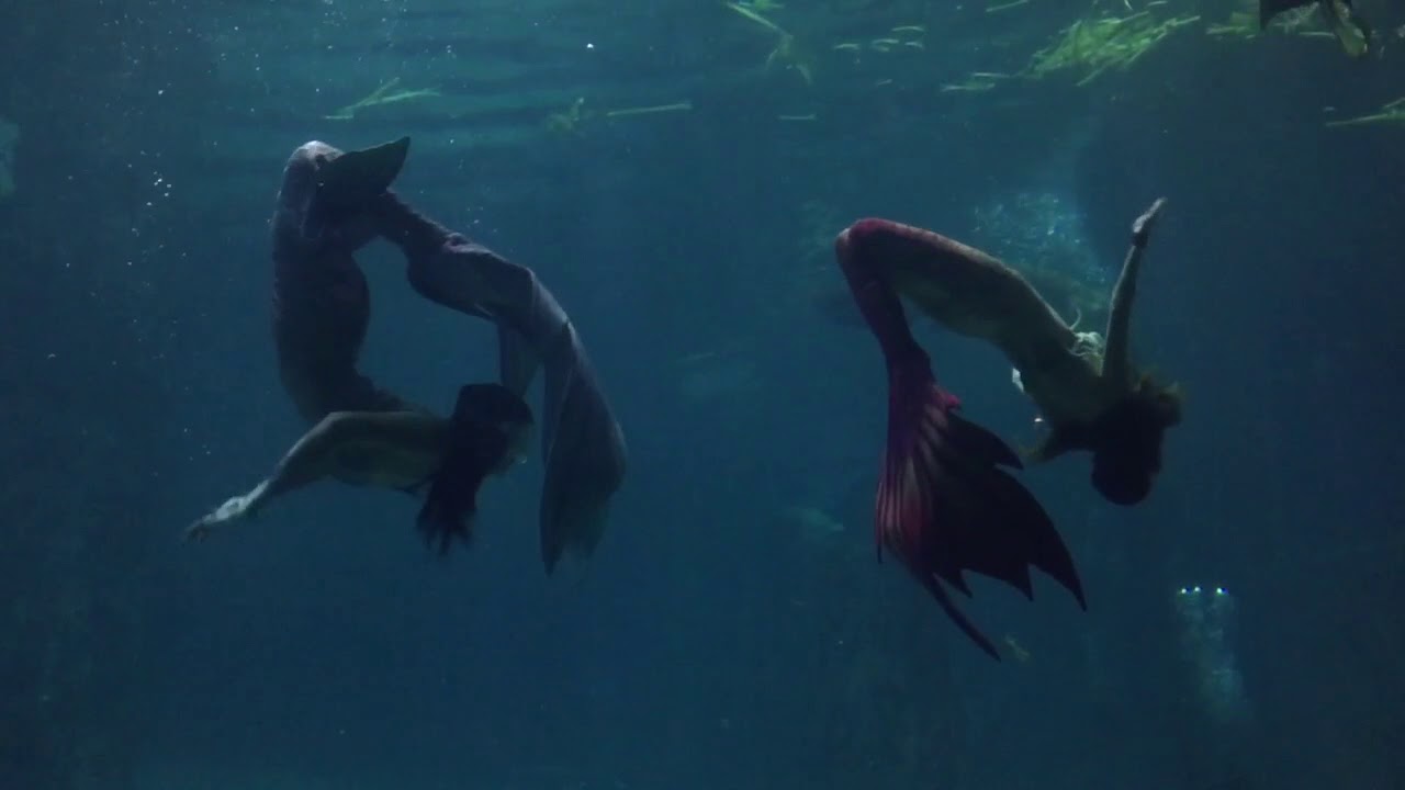 Mermaids meet manatees at River Safari - YouTube