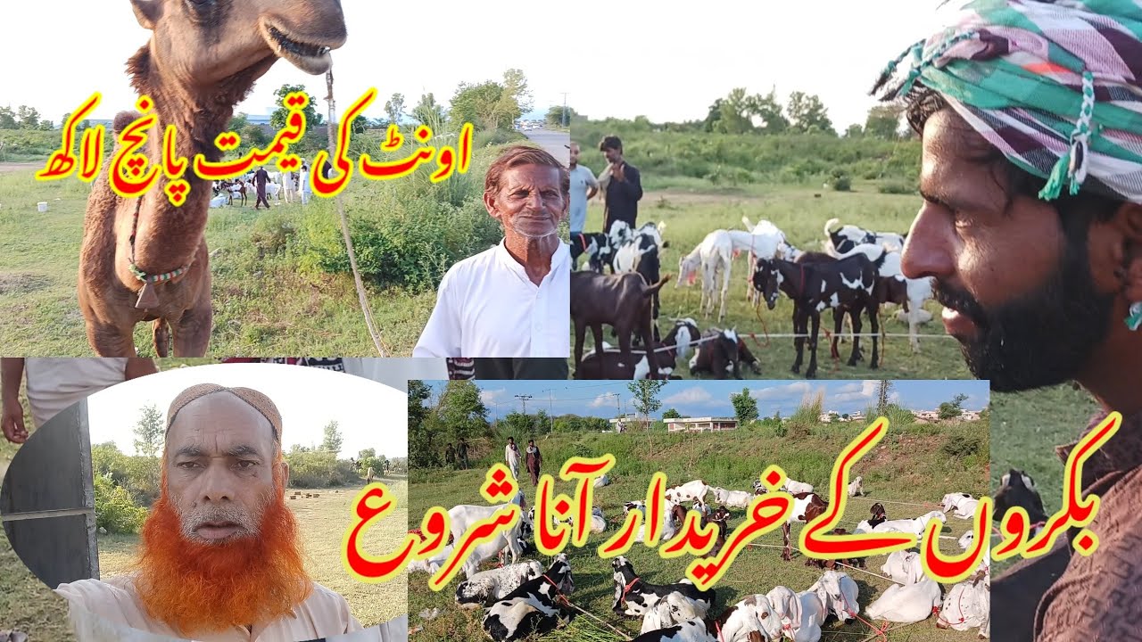 bakharwal Bakre camel bail sab ki Sel showroo - YouTube
