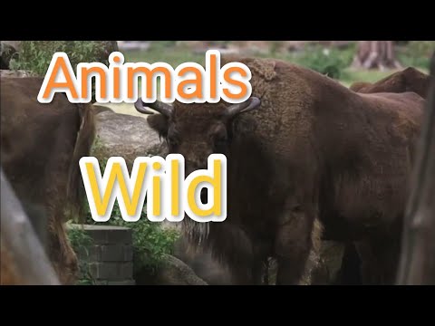 Birds23animal:Amazing Scene of wild Animals In 4k-Scenic Relaxation ...