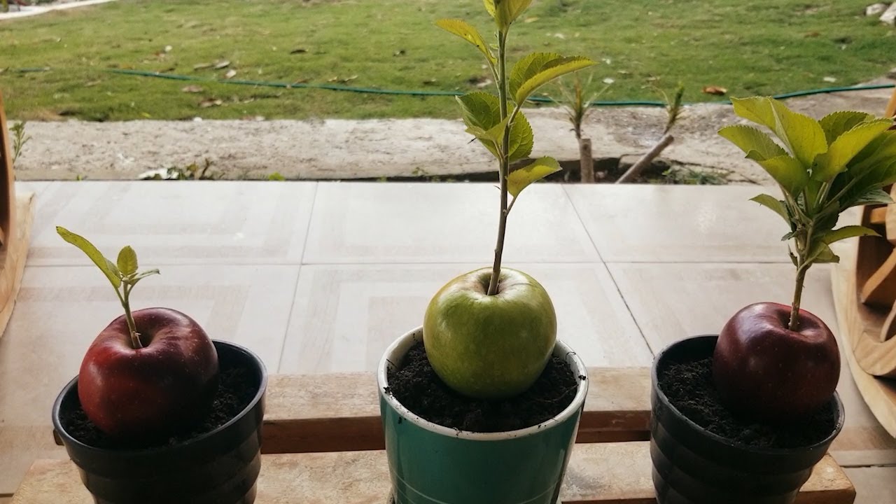 COMO CONSEGUIR MANZANA DESDE SEMILLA EN UN PAIS CALIENTE O TROPICAL Y ...