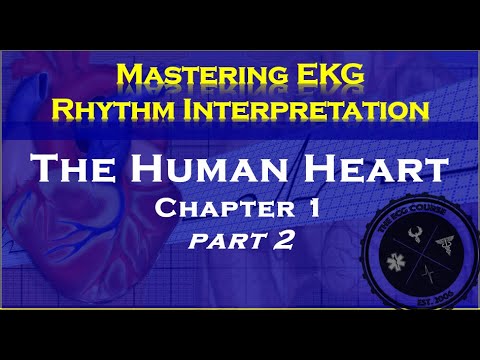The Human Heart - Part 2 - YouTube
