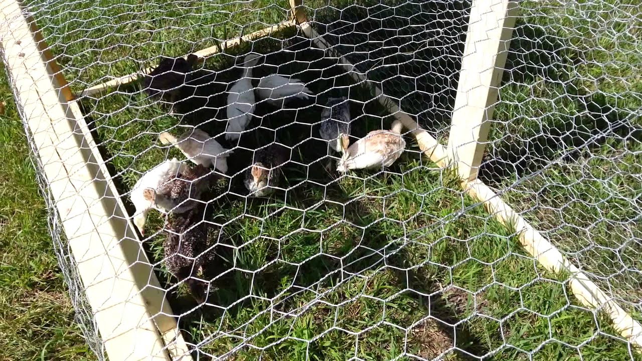 Turkey tractor - YouTube