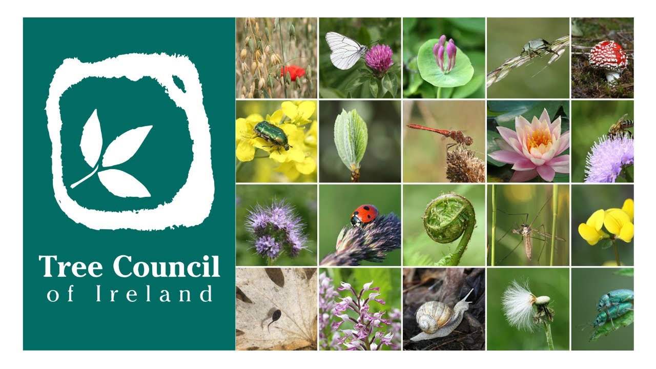 Biodiversity begins with Trees - YouTube