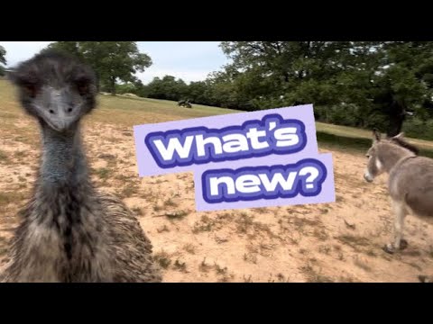 Texas Ranch Update - emu, geese, cows, donkey, dogs & cats #farmlife # ...