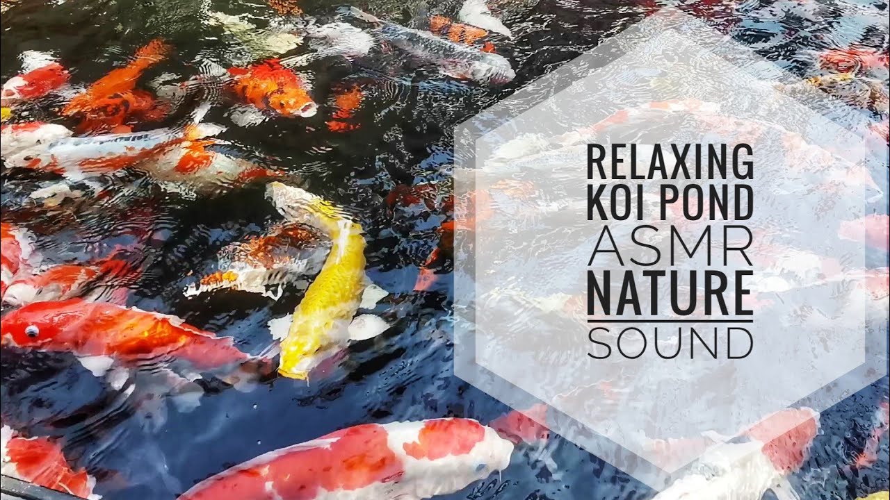 Relaxing Koi Pond | ASMR Nature Sound - YouTube