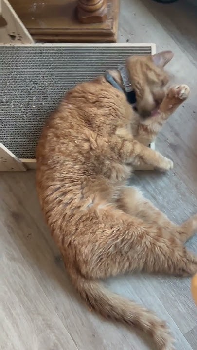 Catnip part 2 (The pet was worth it 😺) - YouTube