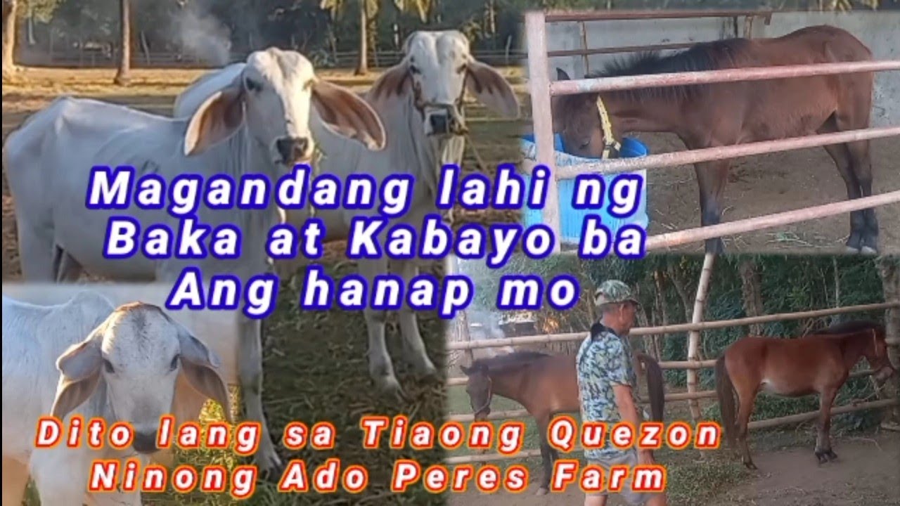 Magandang lahi ng baka at kabayo ang matatagpuan sa tiaong quezon - YouTube