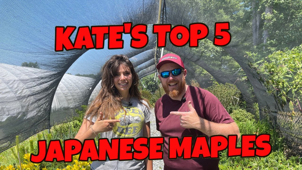 Kate's Top 5 Japanese Maples! - YouTube