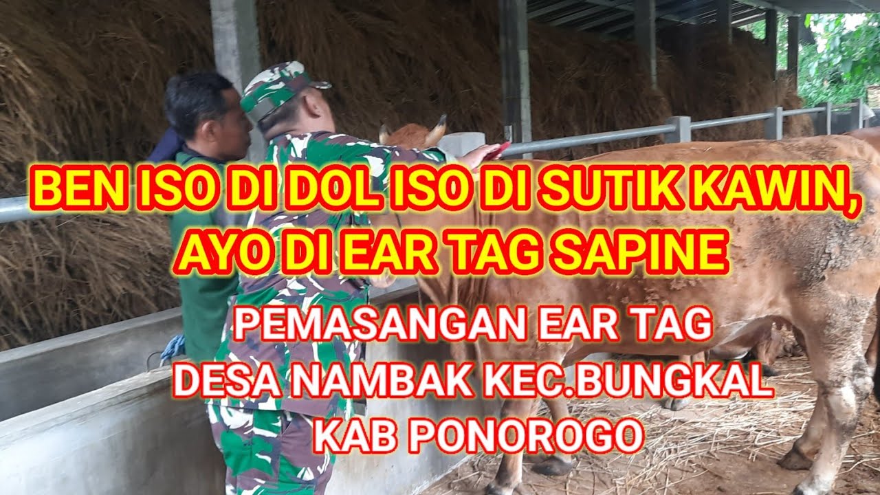PEMASANGAN EAR TAG || TANDA /IDENTITAS SAPI OLEH TNI, DINAS PETERNAKAN ...