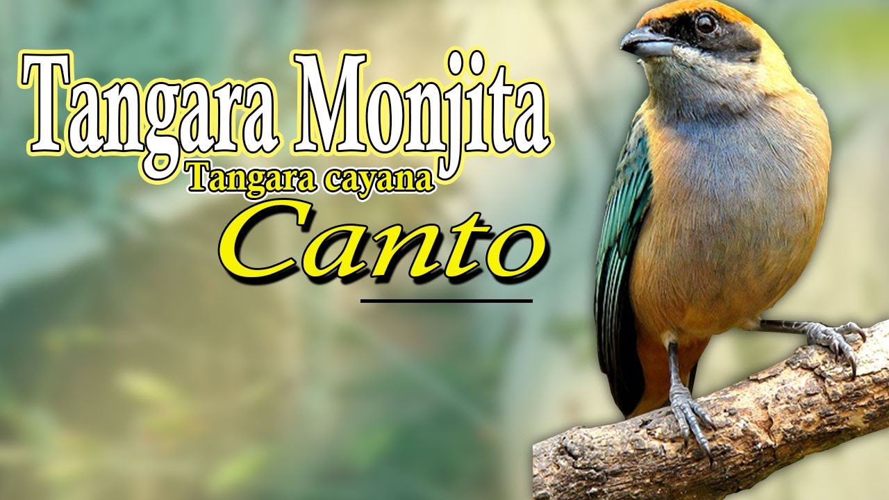 El canto del pajaro Monjita ¡DEBES ESCUCHARLO! - YouTube
