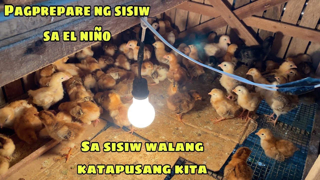 PAGPREPARE NG SISIW NGAYONG EL NIÑO | WALANG KATAPUSANG KITA SA SISIW ...
