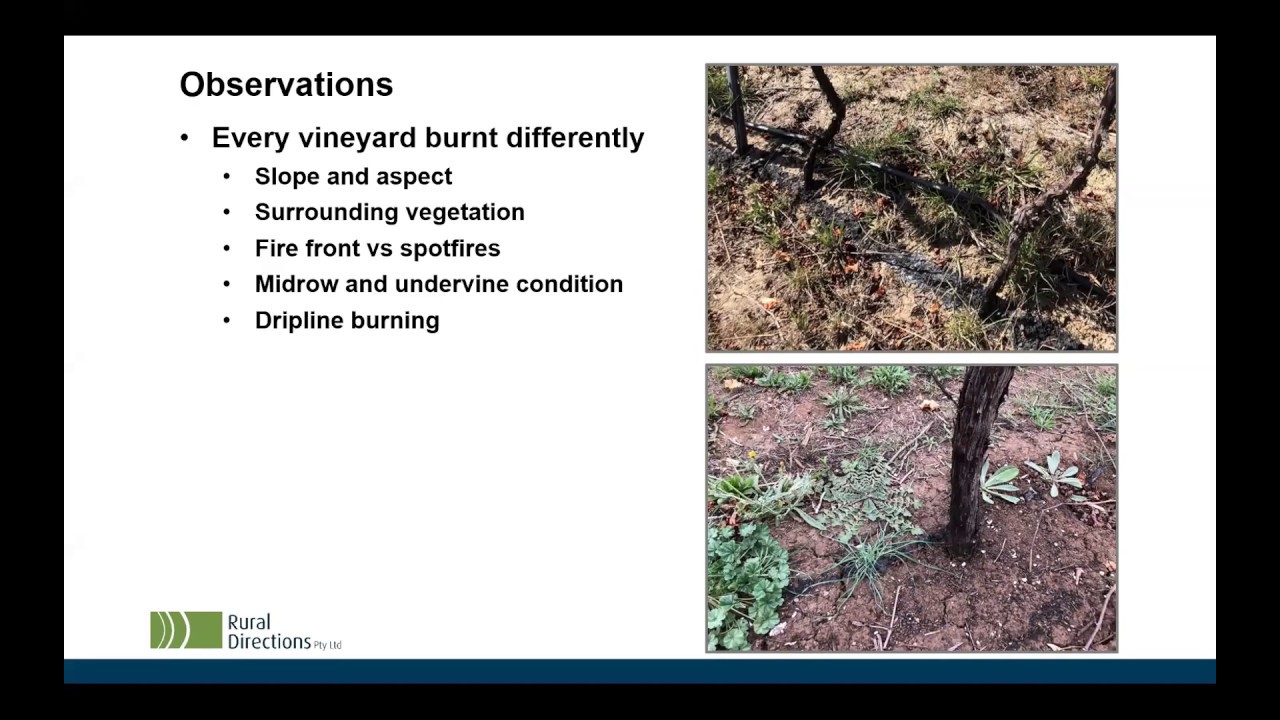 Rapid visual assessment and mapping of fire-damaged vineyards - YouTube