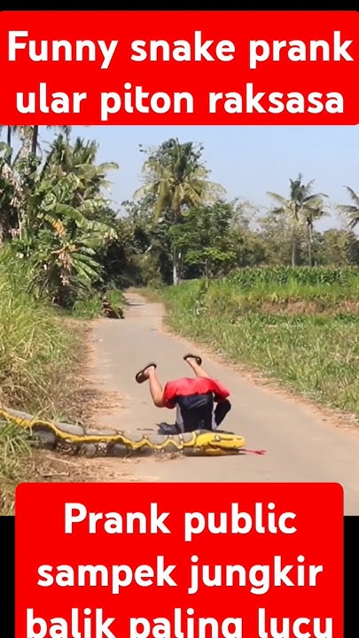 Funny snake prank ular piton raksasa auto jungkirbalik🤣#shorts #prank # ...