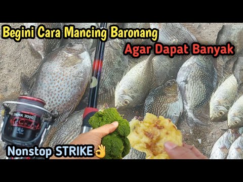 5 Tips Jitu Mancing Ikan Baronang Agar Dapat Banyak || Mancing Baronang Babon - YouTube