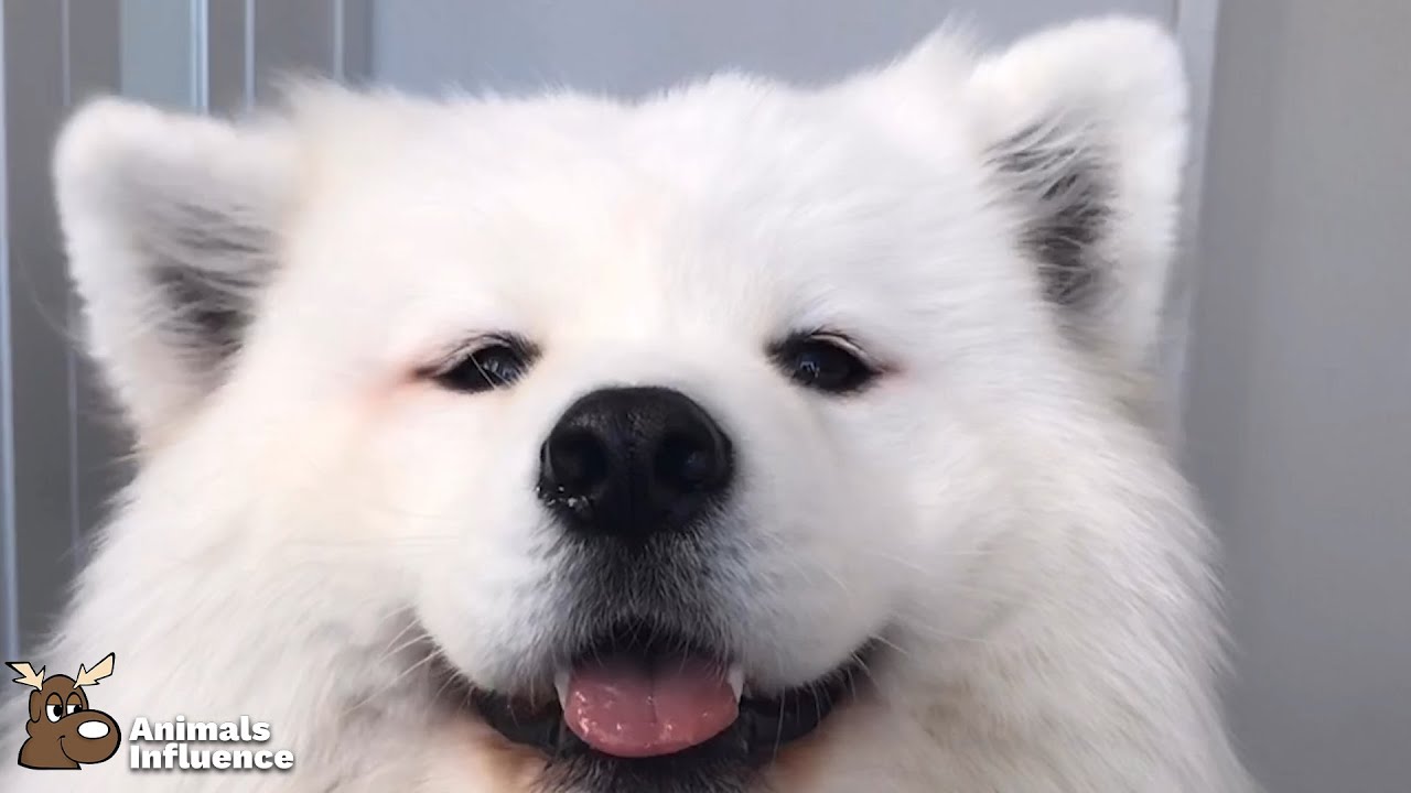 Samoyed Dog wiggling with his ears (IG: @mayapolarbear) - YouTube