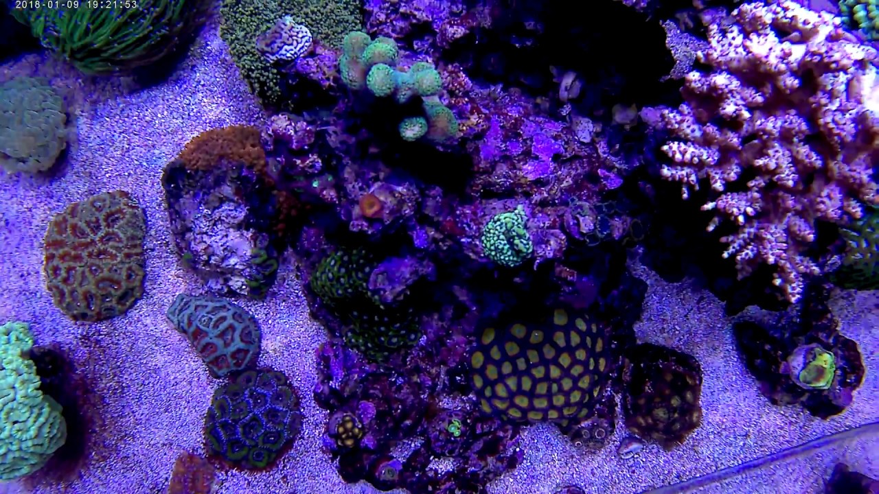 Mixed 75g Reef Tank - YouTube