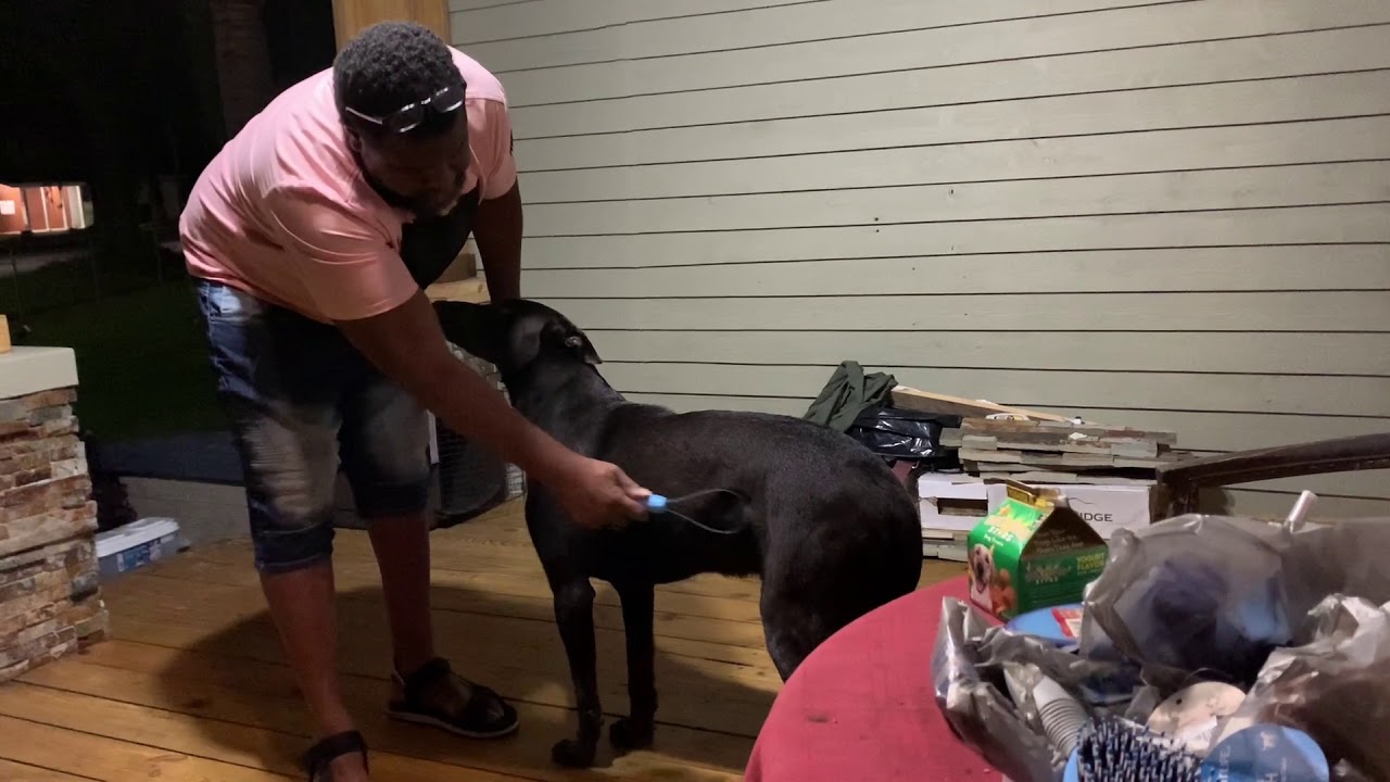 Watch me Groom my Dutch Shepherd - YouTube