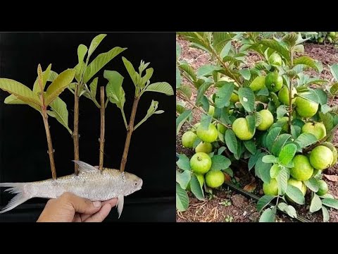 Useful technique: How to Grow Guava with Amazing Techniques - YouTube