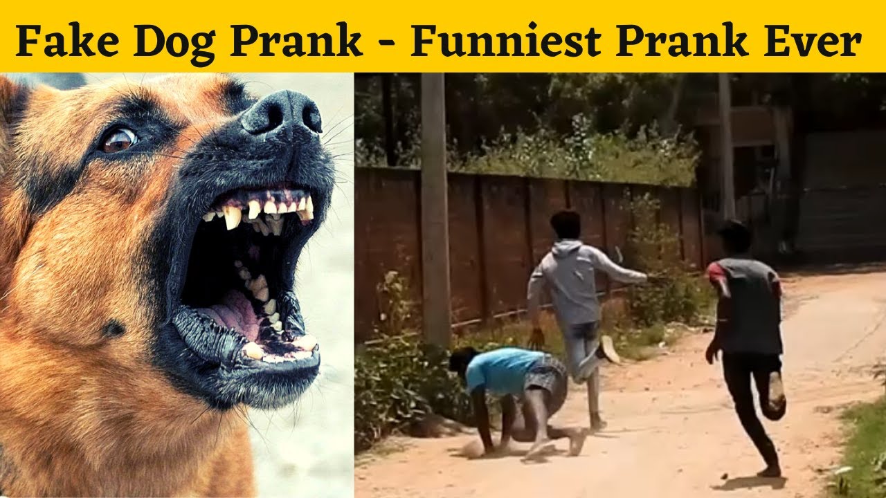 Fake Dog Bark Prank FUNNIEST EVER | Laugh Guaranteed - YouTube