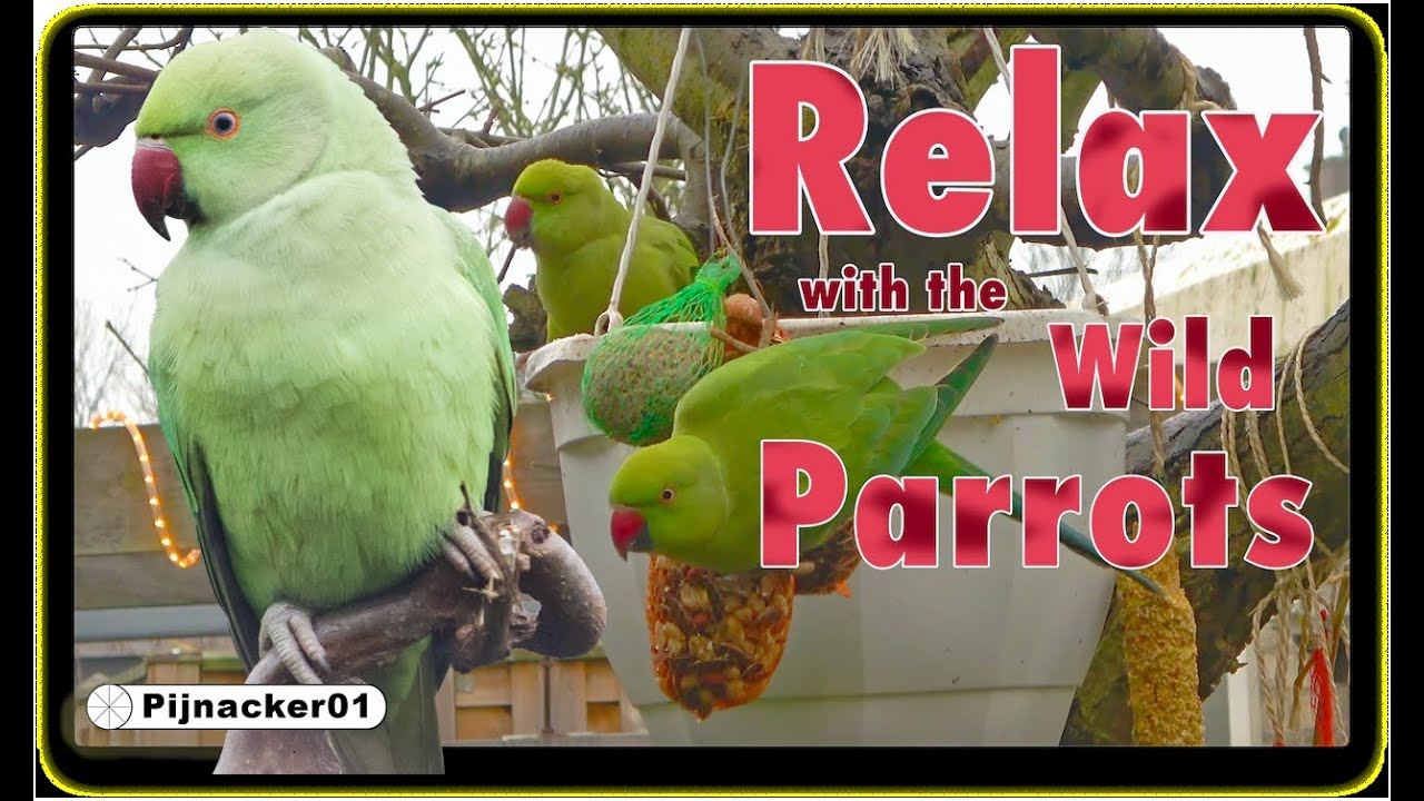 Relax with Wild Parakeets: 🦜 Ring-Necked Parrots at a Dutch Bird Feeder ...