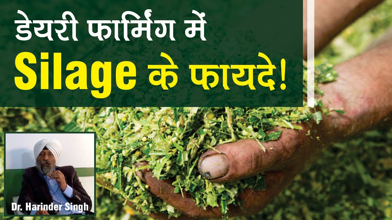 डेयरी फार्मिंग में Silage के फायदे ! Silage Benefits in Dairy Farming ...