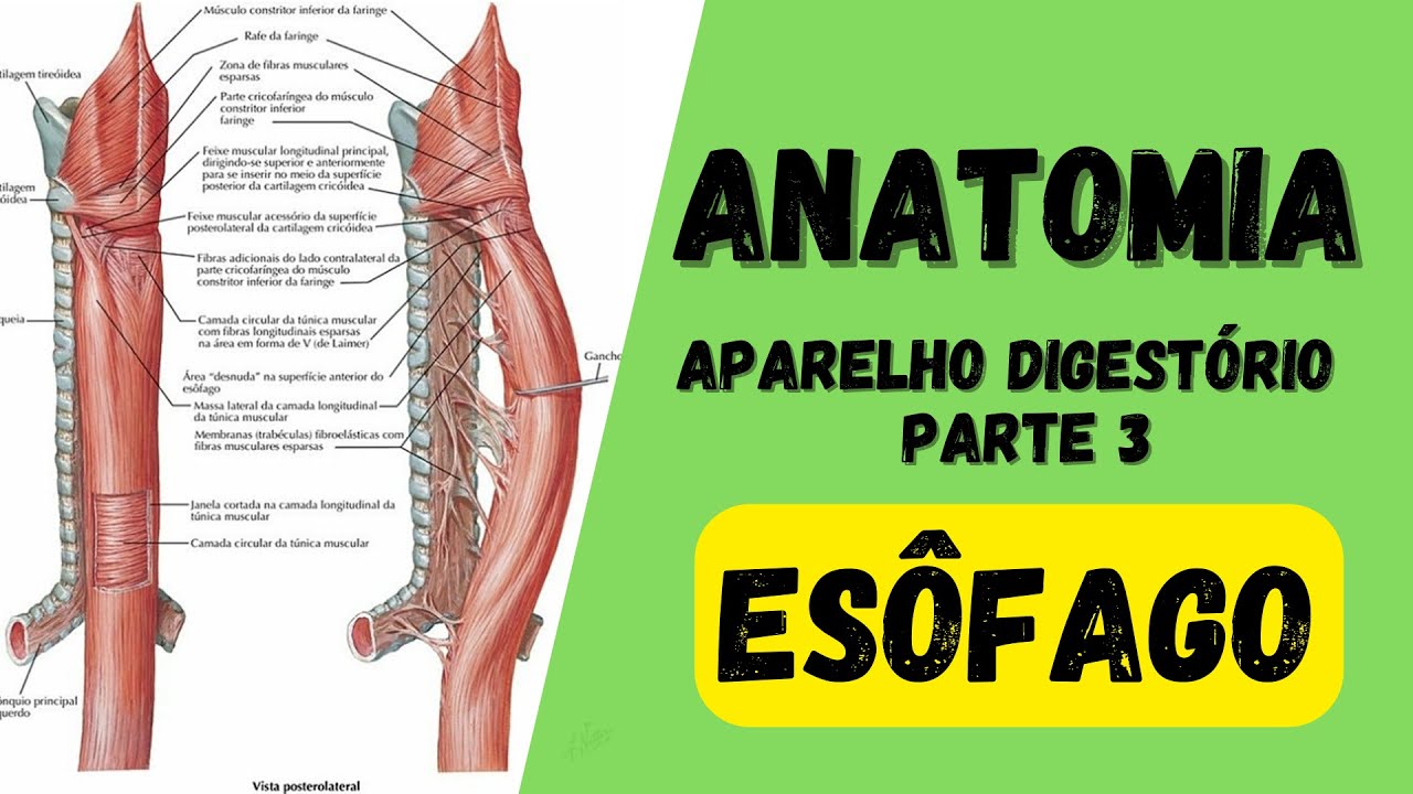 Diagrama De Esofago Para Criancas