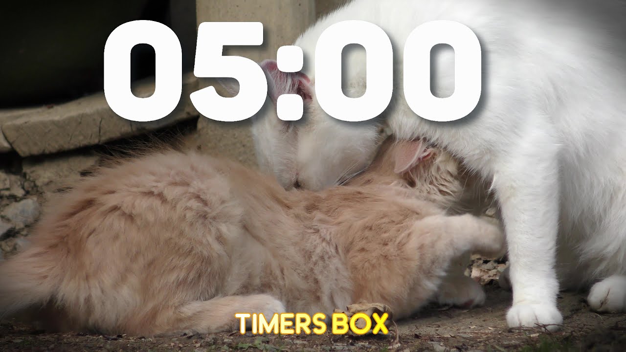 5 Minute Timer with Cute Cats Bathing: Purring Cats & Happy Music 🐱🎵 ...