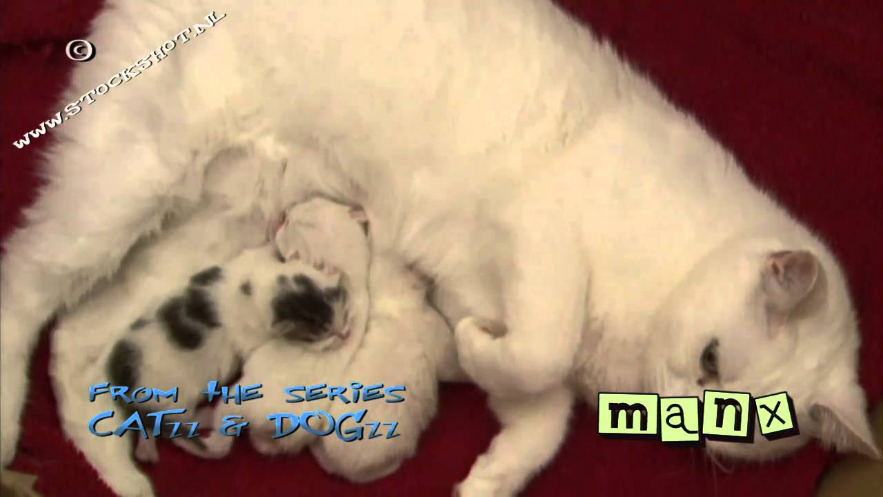 Manx cat newborn kittens - YouTube