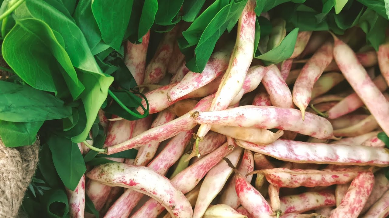 First grade broad beans butter beans soya beans - YouTube
