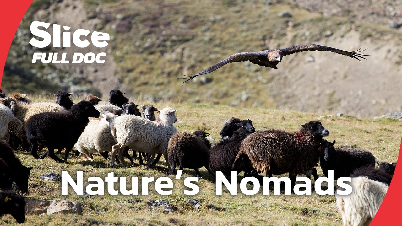 Europe’s Nomadic Shepherds and the Wildlife They Sustain | FULL ...
