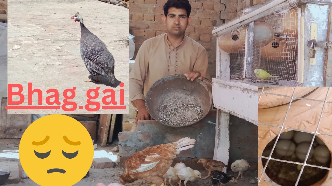 guinea fowl bhag gai🥴||birds cage ki ho gayi safai🥰 - YouTube